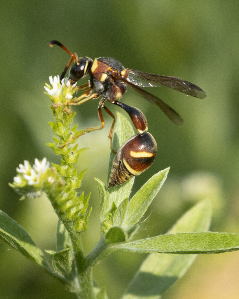Typical Potter Wasps from Oak Tree Dr, Salado, TX 76571, USA on August ...