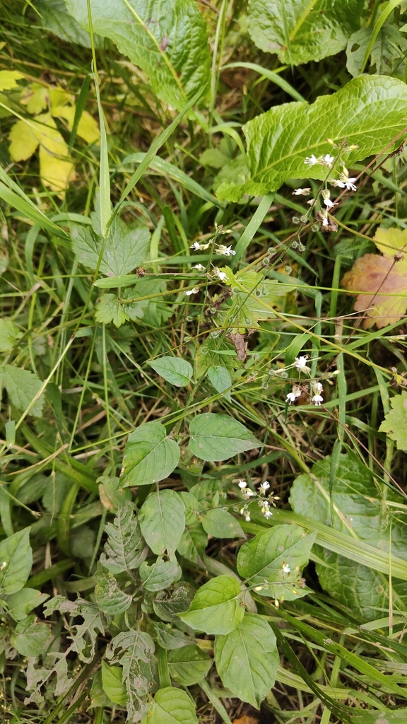 enchanter's-nightshade from Farm, Bramhall, Bramhall Hall, Stockport ...