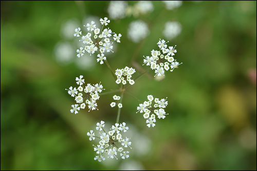 Sium ninsi · iNaturalist