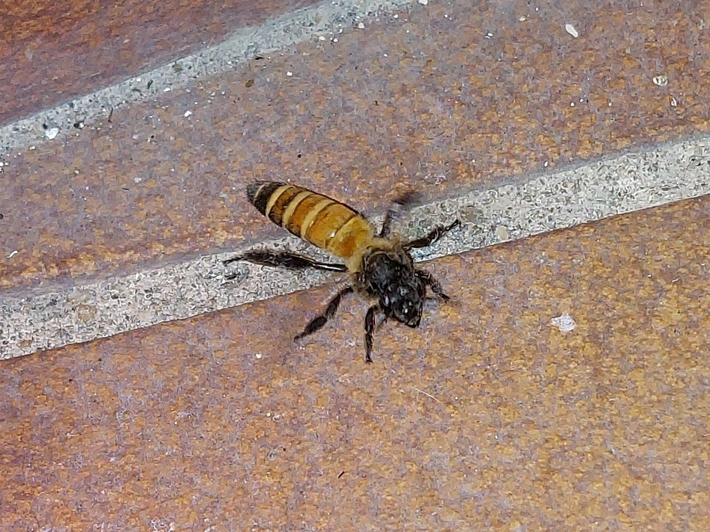 Giant Honey Bee from Tso Kung Tam Outdoor Rec. Centre, Tsuen Wan, Hong ...
