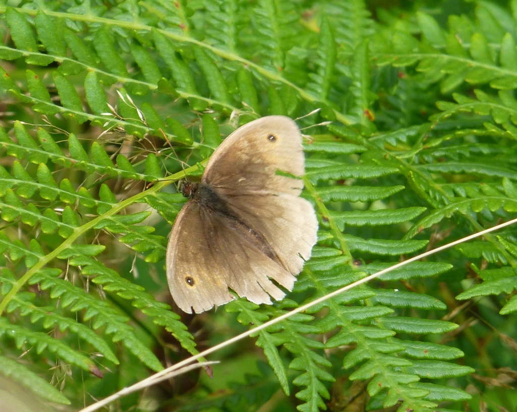Meadow Brown from Cheshire West and Chester, UK on August 26, 2024 at ...