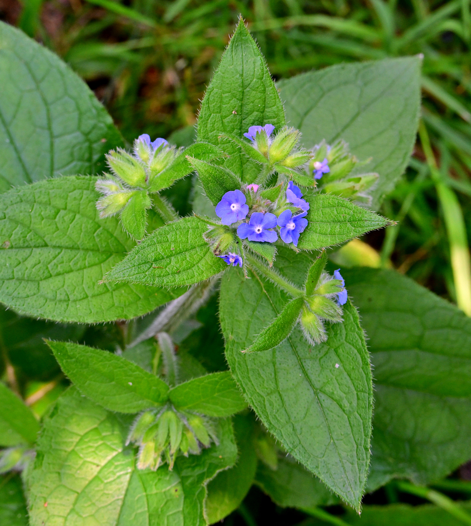 Green Alkanet from Kesgrave, Ipswich, UK on August 26, 2024 at 01:30 PM ...