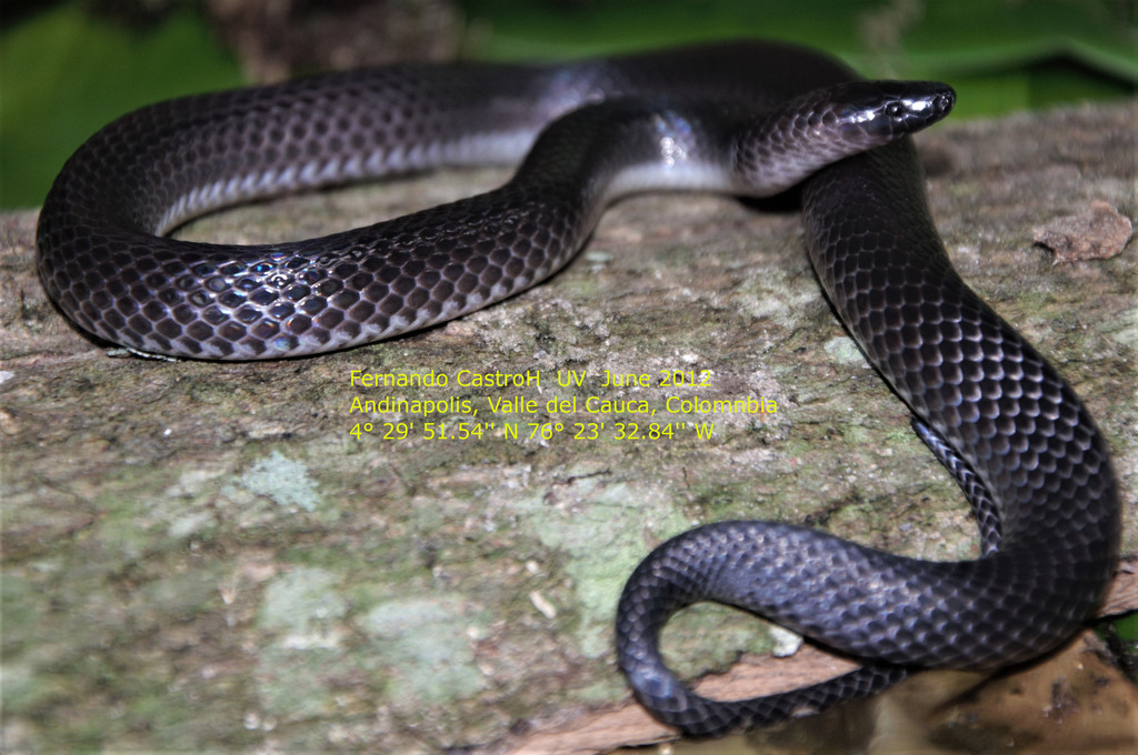 Betanien Earth Snake (Geophis betaniensis) - Snakes and Lizards