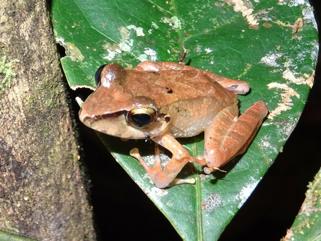 Chirping Robber Frog from M49F+778 Zanja Arajuno Centre Ecologique ...