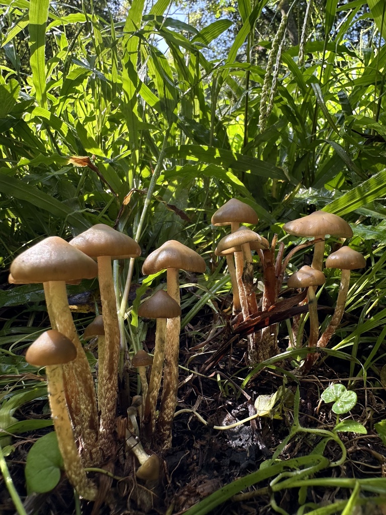 drunken mushroom from Banderilla, Ver., MX on August 24, 2024 at 09:50 ...