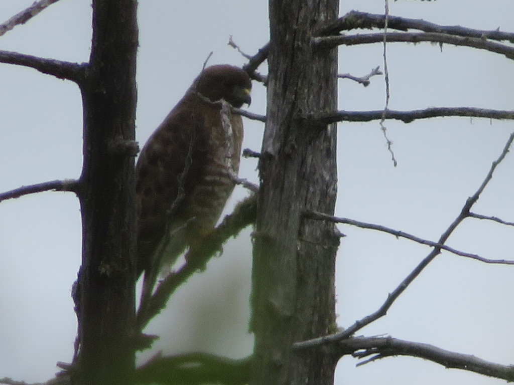 Broad-winged Hawk from Pat Bayle State Forest, Cook County, MN, USA on ...