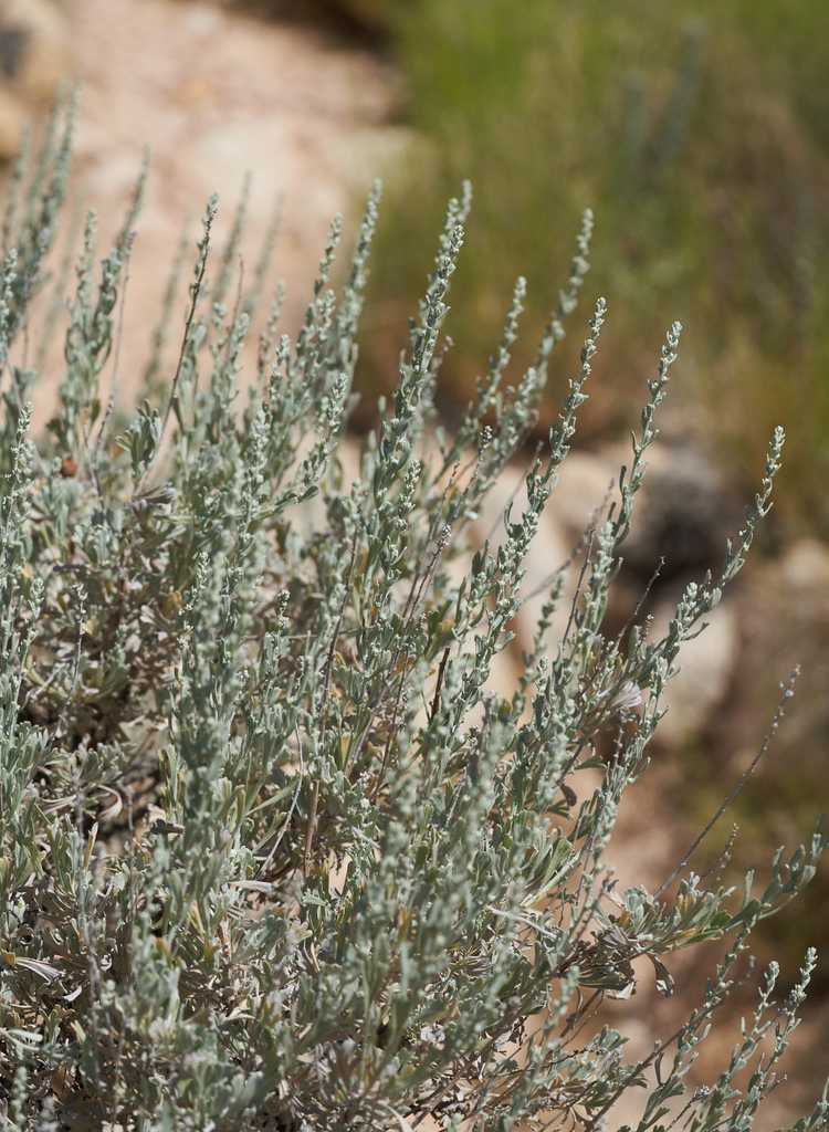Big Sagebrush from Kern, California, United States on June 15, 2019 at ...