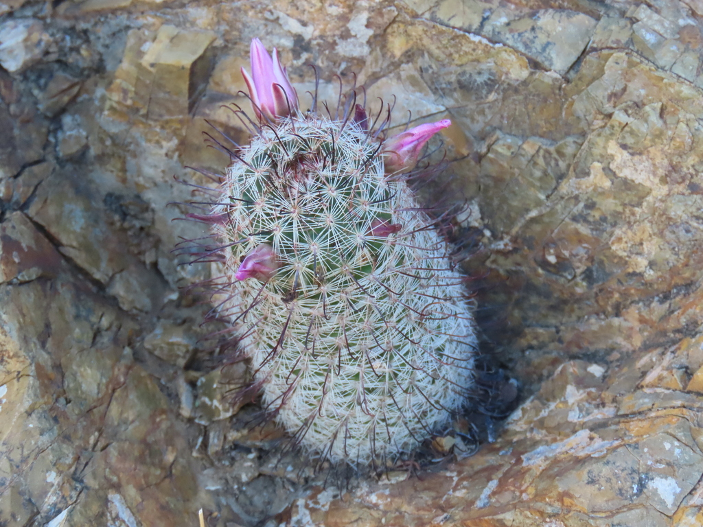 Graham's nipple cactus in August 2024 by Richard D Reams · iNaturalist