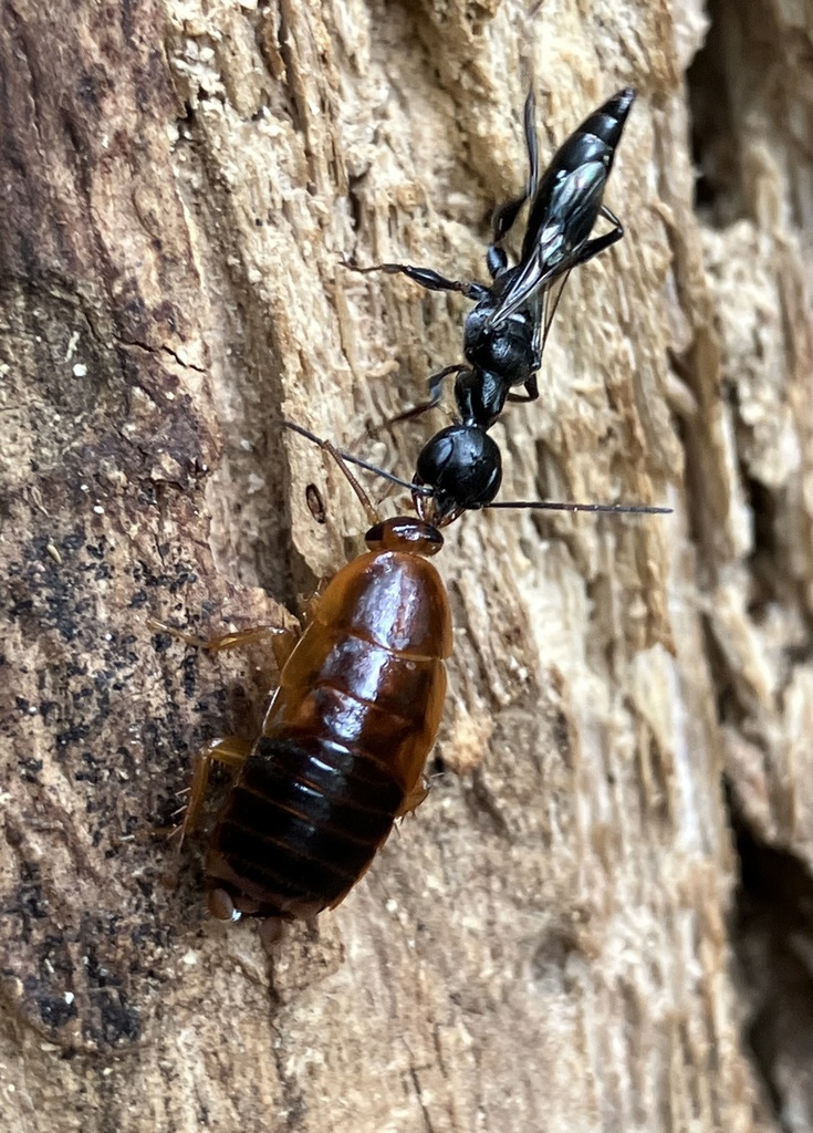 Ampulex canaliculata from Boyds, MD 20841, USA on August 26, 2024 at 12 ...