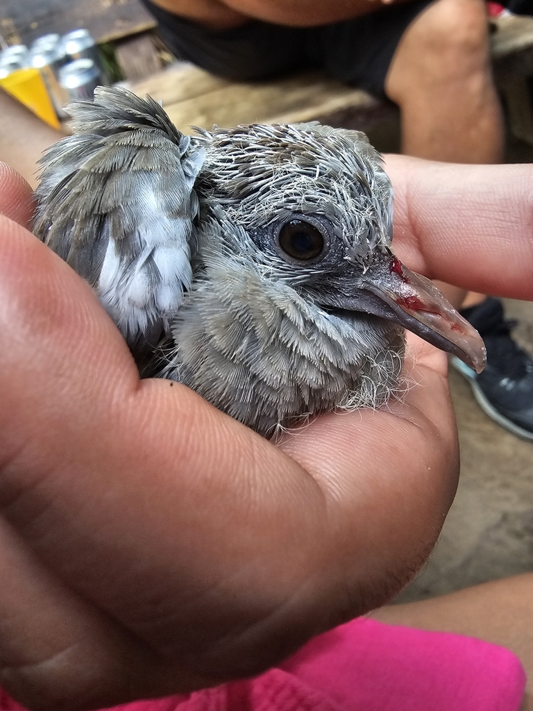 White-winged Dove on August 25, 2024 at 05:38 PM by Jennifer Ruelas ...