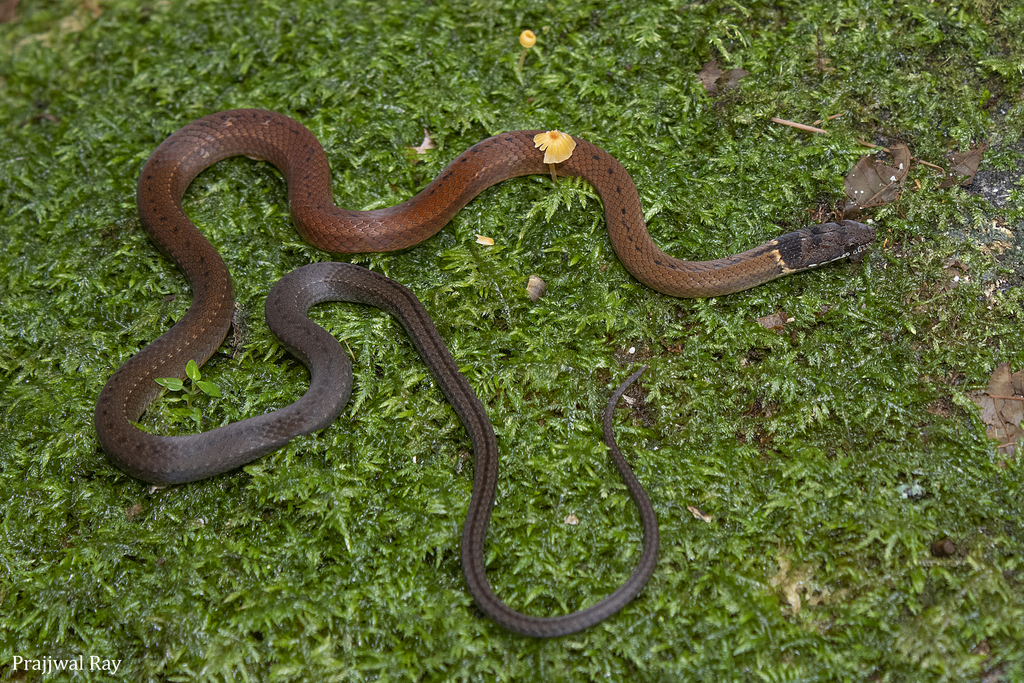 Collared Black-headed Snake from Majua, West Bengal, India on July 30 ...