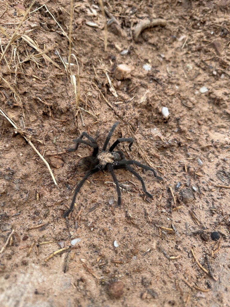 Desert Tarantula from Zion National Park, Springdale, UT, US on August ...