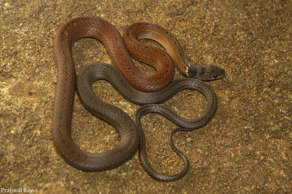 Collared Black-headed Snake from Majua, West Bengal, India on August 1 ...