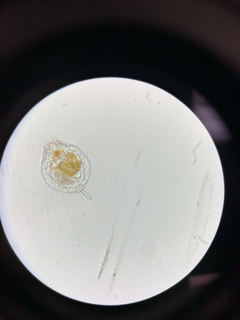 Lecane from Pflugerville, TX, USA on June 17, 2019 at 07:00 PM by David ...