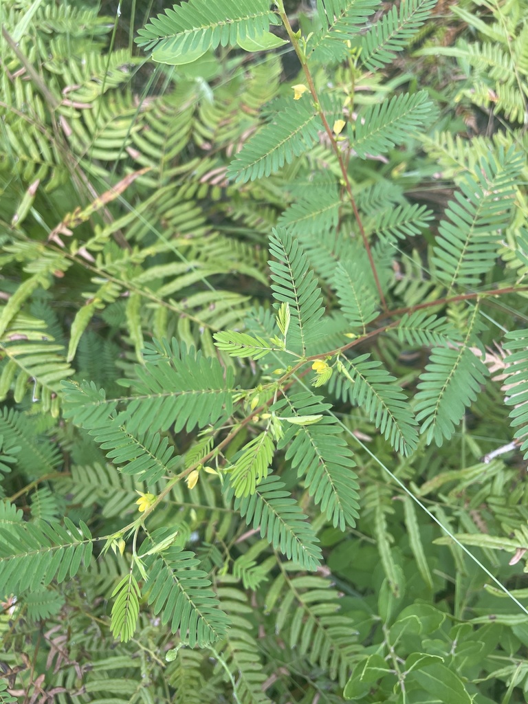 sensitive pea from Croatan National Forest, New Bern, NC, US on August ...