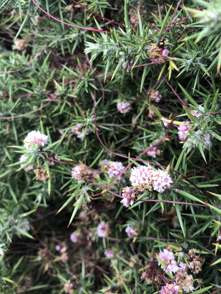 Clover Dodder from North Devon Coast National Landscape, Bideford ...