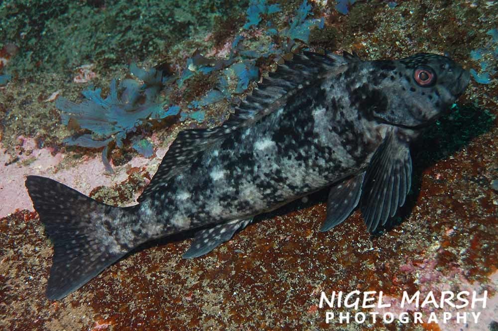 Rock Cale from Shoalhaven, NSW, Australia on December 28, 2008 at 08:54 ...