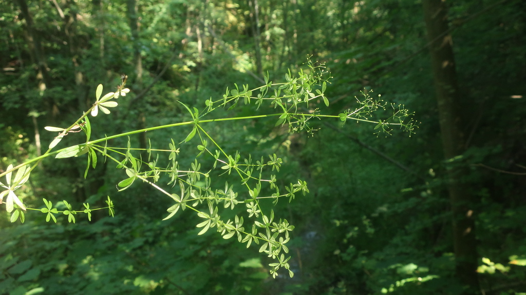Galium intermedium in August 2022 by anna_efimova · iNaturalist