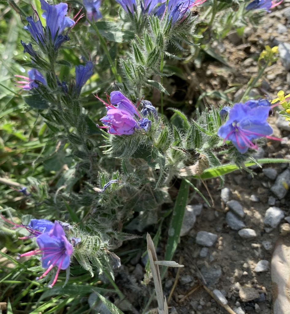 viper's-bugloss from St Margaret's at Cliffe, UK on August 26, 2024 at ...