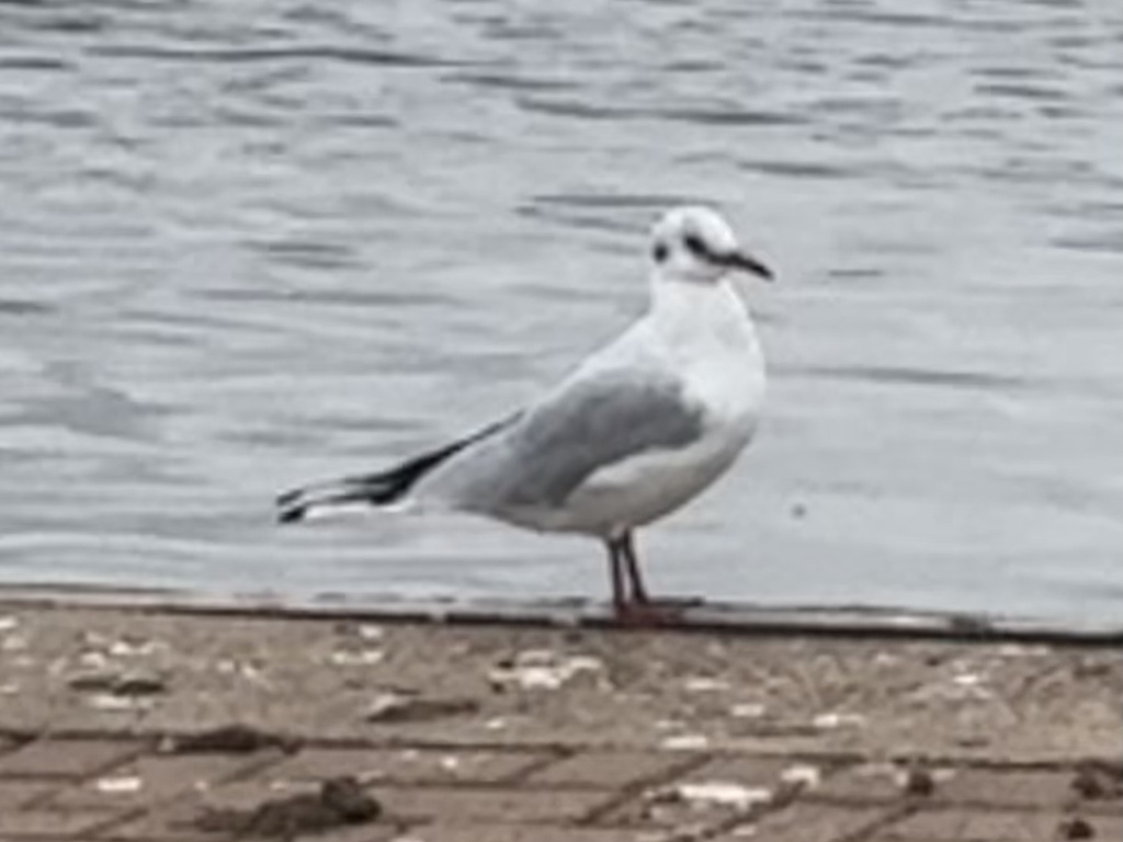 Black-headed Gull from Pugneys Country Park, Wakefield, England, GB on ...