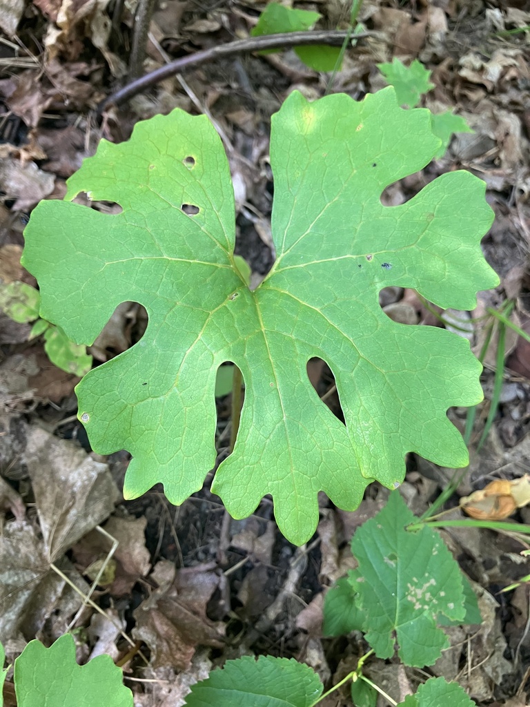 bloodroot from Up8, Covington, MI, US on August 26, 2024 at 02:56 PM by ...