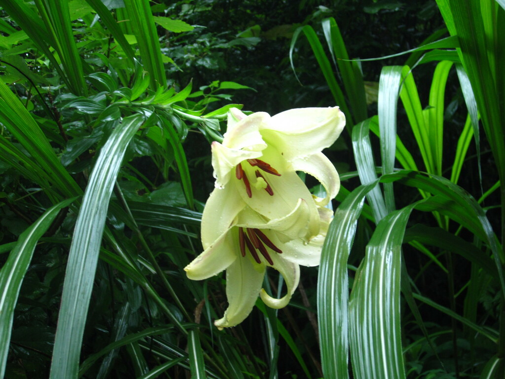 Chinese lily from 中国湖北省黄冈市罗田县 on July 13, 2024 at 10:08 AM by manassas ...