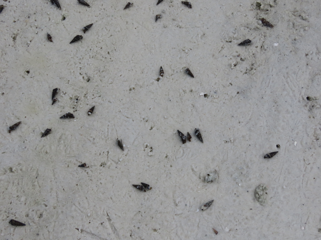 Cerith Snails and Allies from Bunche Beach, Florida 33908, USA on ...