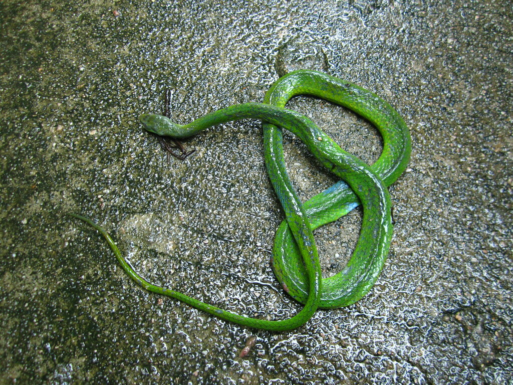 Chinese Green Snake from 中国湖北省黄冈市罗田县 on July 13, 2024 at 10:20 AM by ...