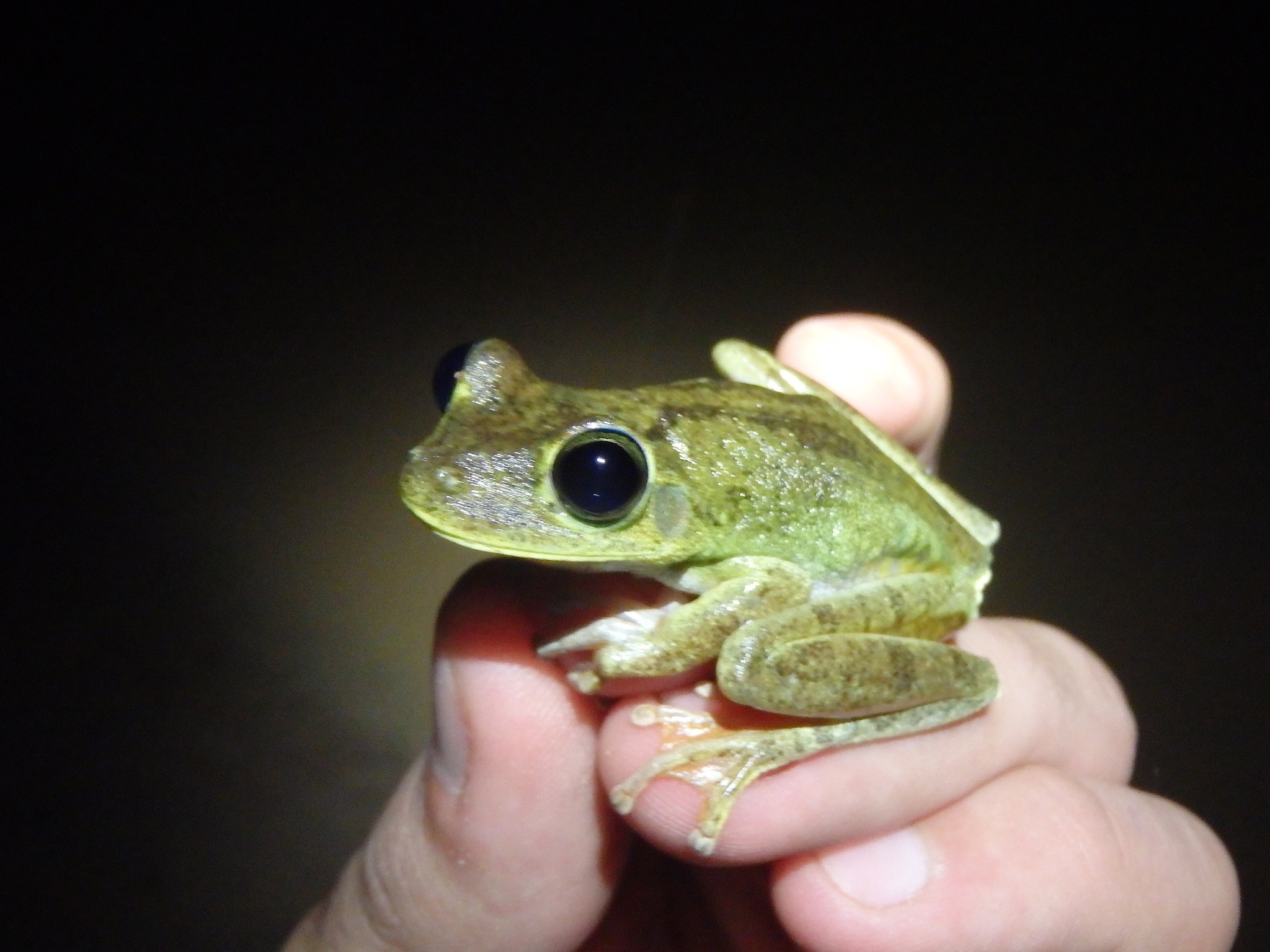 Boana xerophylla (Duméril & Bibron, 1841)