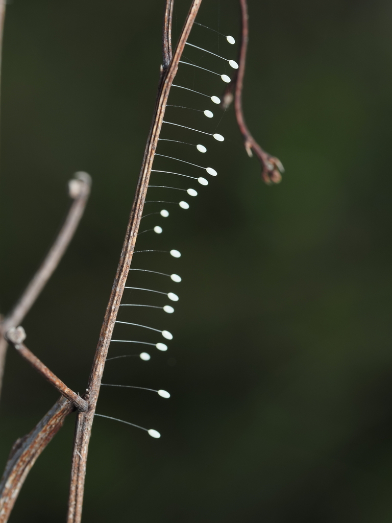 Typical Green Lacewings from Big Pine Key, FL 33043, USA on August 25 ...