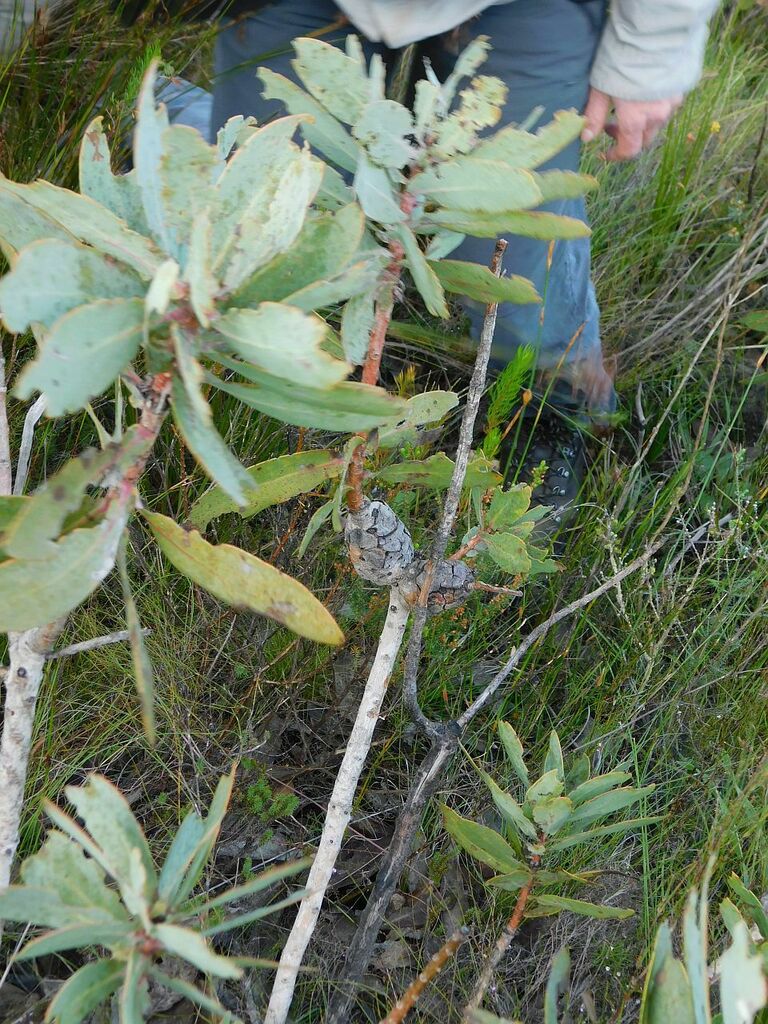 Wagon Tree from Tiergat Greyton, 7233, South Africa on August 25, 2024 ...