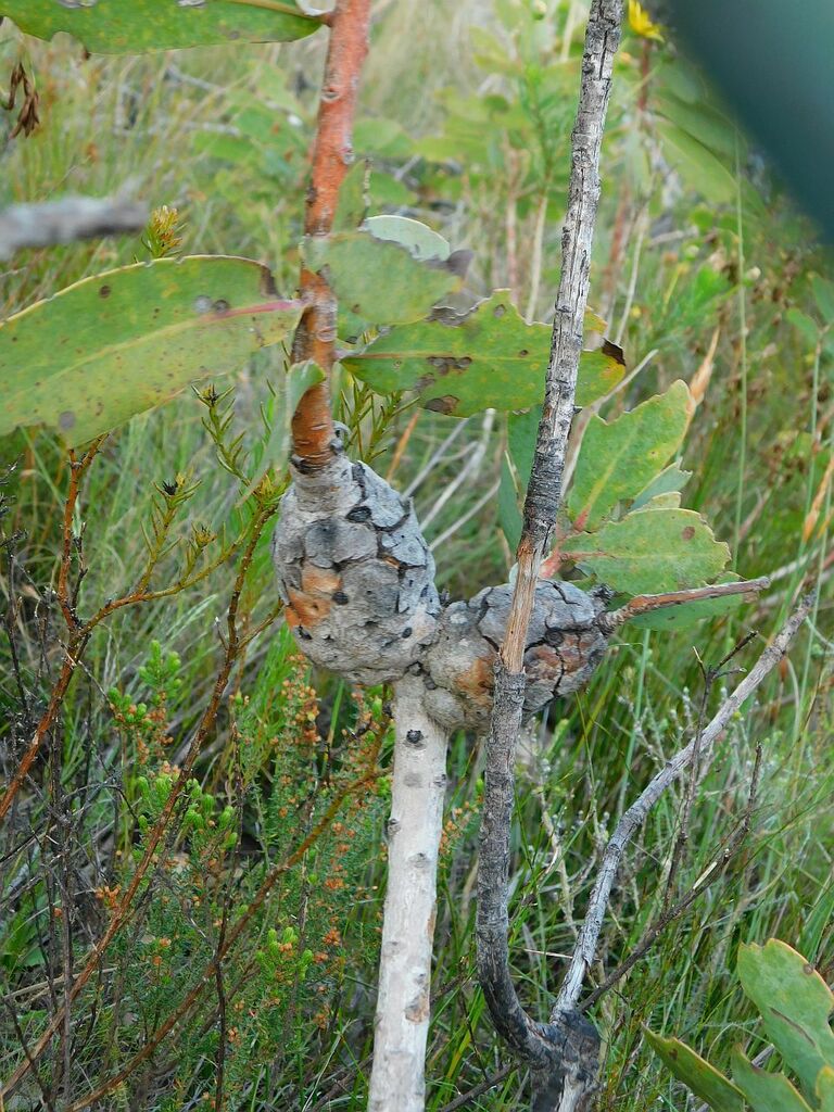 Sombre African Flutist Weevil from Tiergat Greyton, 7233, South Africa ...