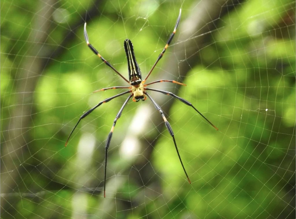 Giant Golden Orbweaver from 慈沙古道 on July 01, 2016 by Alan Kwok / Ada ...