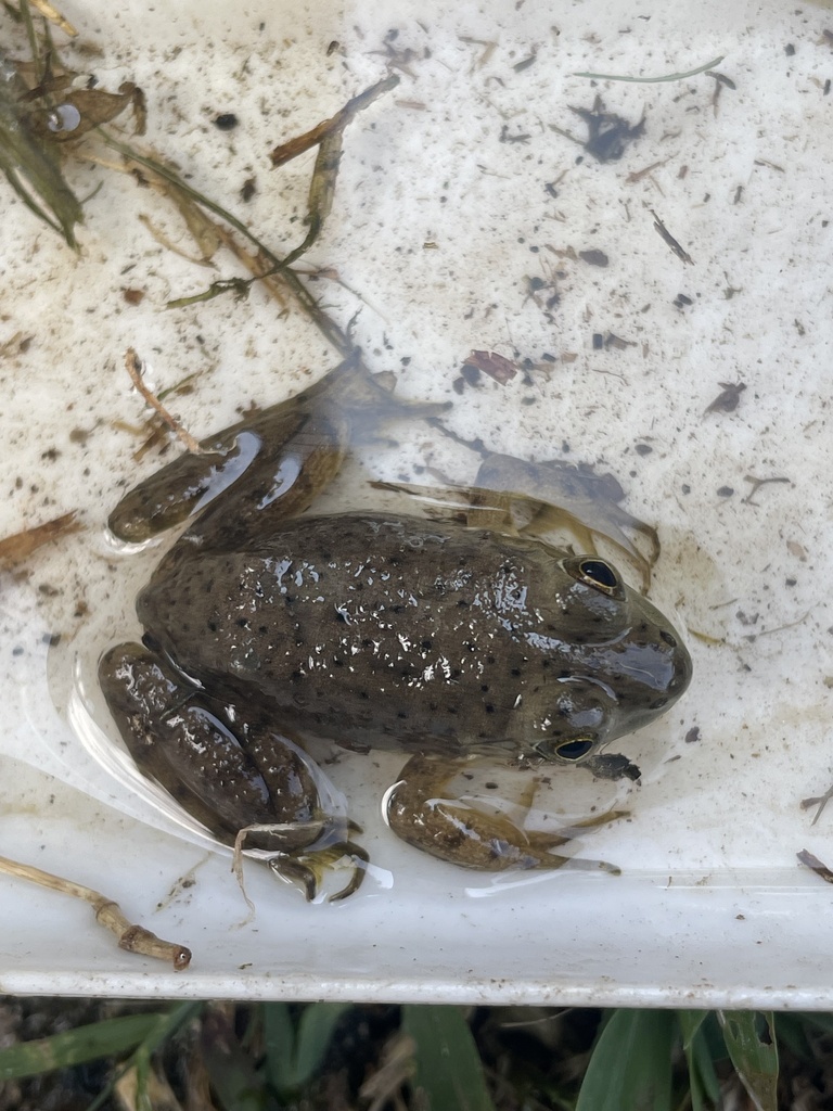 American Bullfrog from York Rd, Summerville, GA, US on August 26, 2024 ...