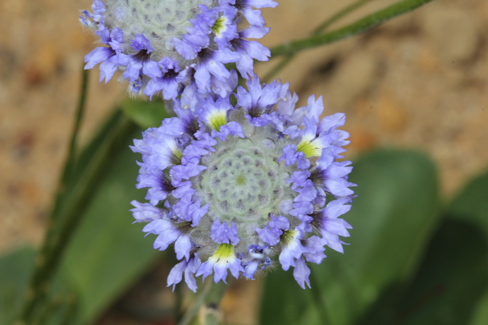Dampiera wellsiana F.Muell.