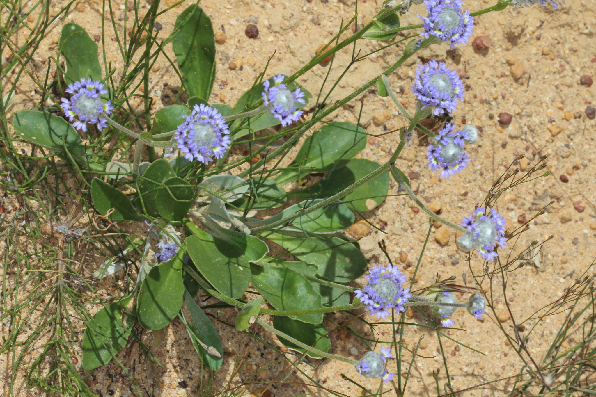 Dampiera wellsiana F.Muell.