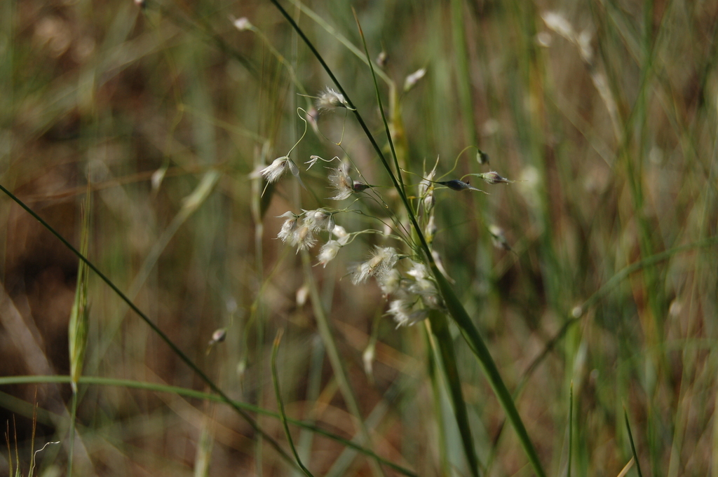 Indian Ricegrass (Plants of the Clifford Duncan Memorial Ute Learning ...