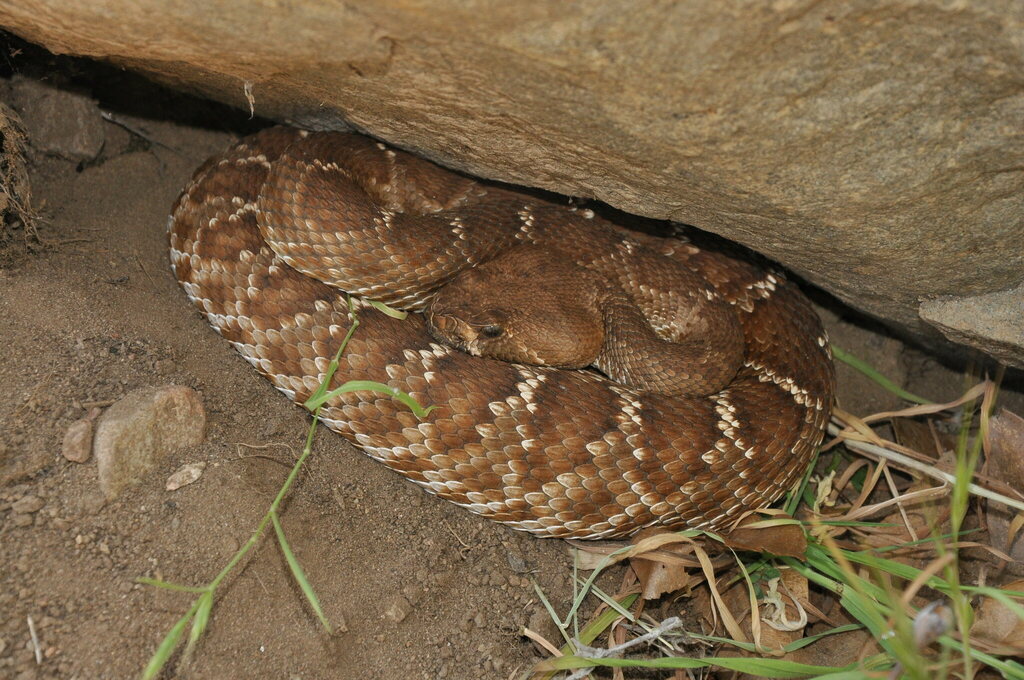 Red Diamond Rattlesnake from San Diego, CA, USA on April 26, 2018 at 03 ...