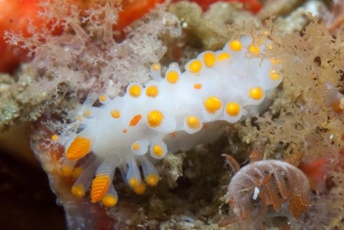 Reef Orangeclub Seaslug (Nudibranch of Hermanus Tidal Pool) · iNaturalist