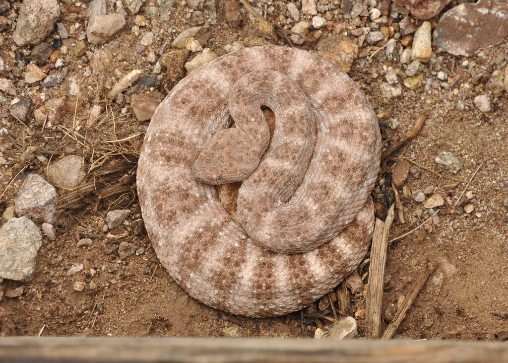 Southwestern Speckled Rattlesnake from Clark County, NV, USA on ...