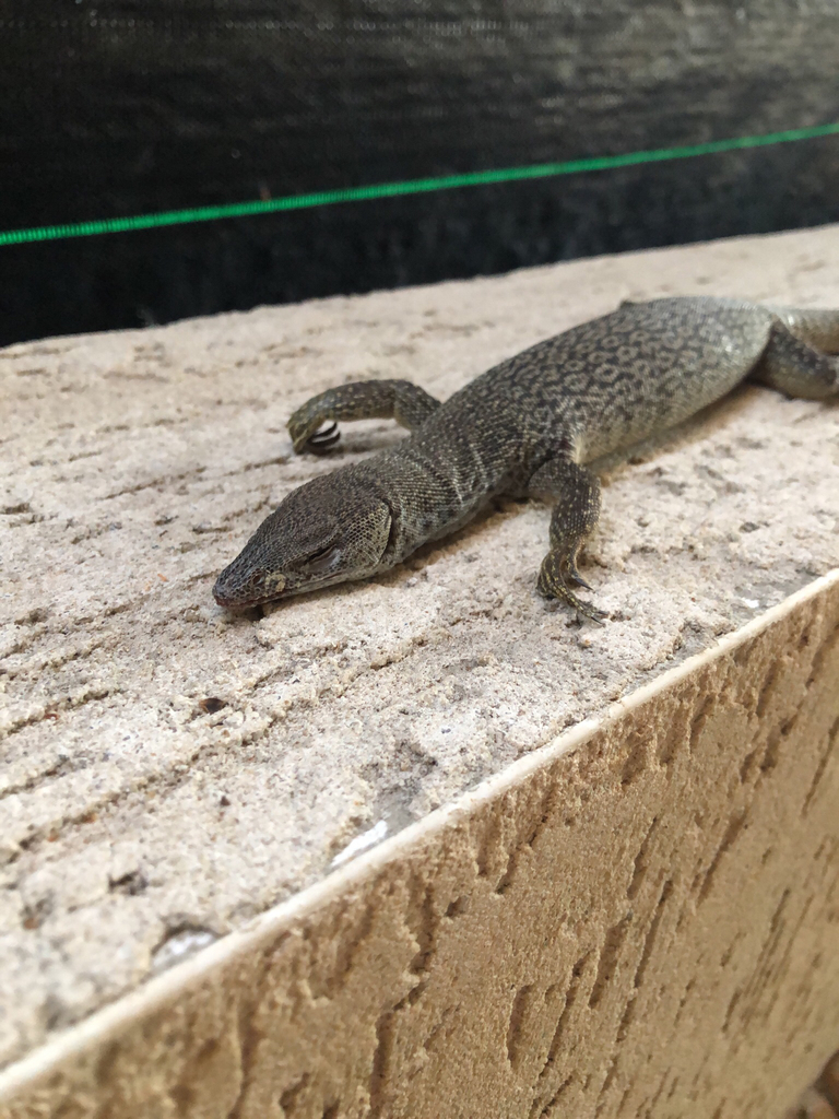 Banded/Spotted Tree Monitor Complex from Malak on June 19, 2019 by ...