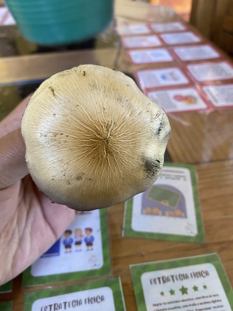 Magic Mushroom from Huimilpan, Qro., MX on August 25, 2024 at 03:28 PM ...