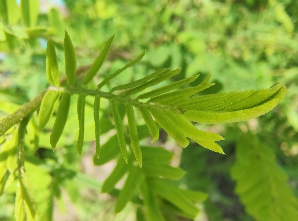 fern-leaf acacia from 58301 Mich., México on August 26, 2024 at 11:28 ...