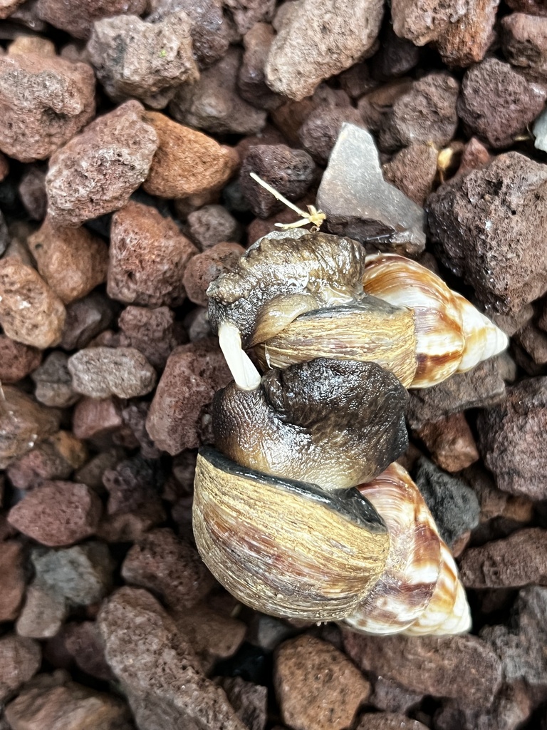 African Giant Snail from Maui, Kihei, HI, US on August 26, 2024 at 06: ...