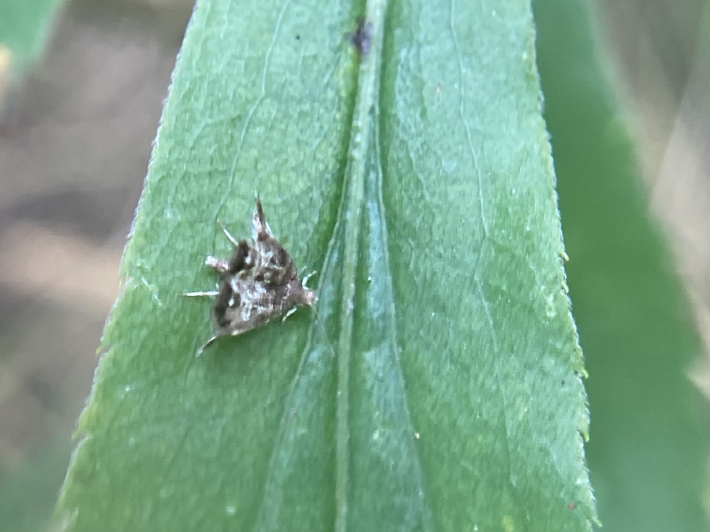 Peacock Brenthia Moth from Castleman Run Rd, Valley Grove, WV, US on ...