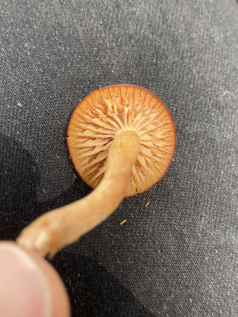 agrito desde Bocoyna, Chih., MX el 20 de agosto de 2024 a las 03:46 PM ...