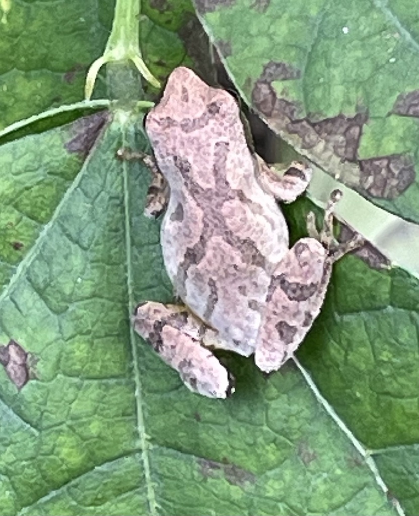 Spring Peeper from Fraze Rd, Doylestown, OH, US on August 26, 2024 at ...