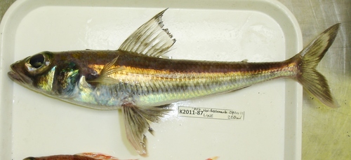 Piedtip Cucumberfish (Paraulopus okamurai) · iNaturalist