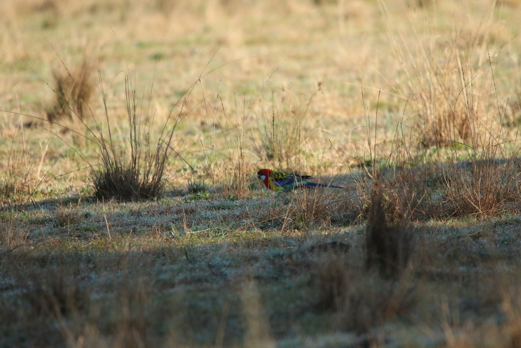 Eastern Rosella from Metz NSW 2350, Australia on August 27, 2024 at 08: ...