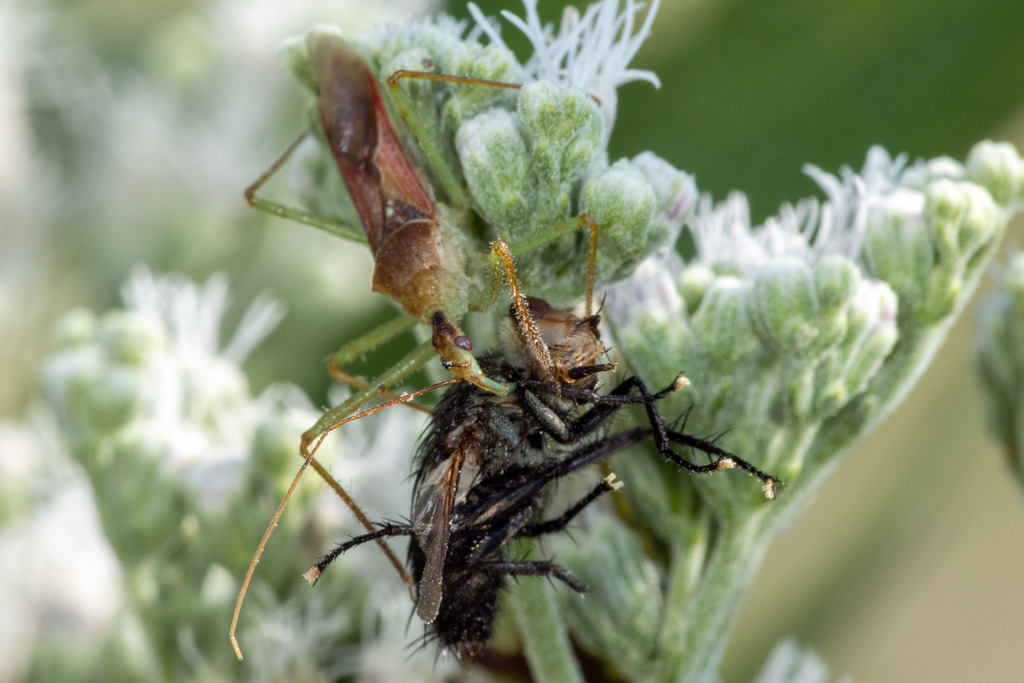 Leafhopper Assassin Bug from Northeast Carrollton, Carrollton, TX, USA ...